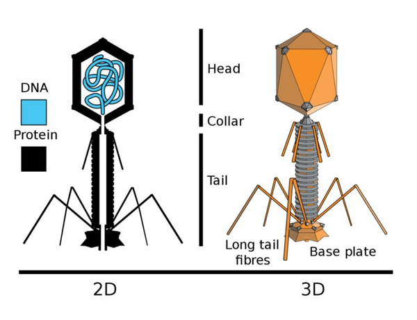 Focus | 噬菌体展示技术——合成生物学的实力新星 - 知乎