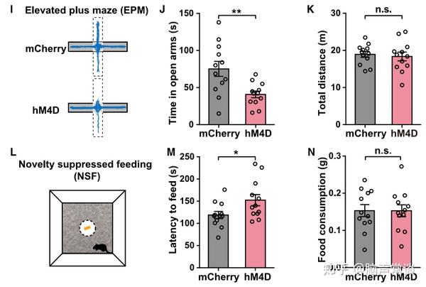 Neuron丨上海交通大学黄菊课题组CeA-MPL-VTA环路在自我梳理和应激后焦虑调节中的双重作用 - 知乎