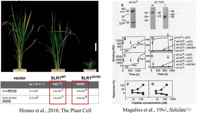 干货—Biacore分子间相互作用在科研中的应用最全汇总 - 知乎