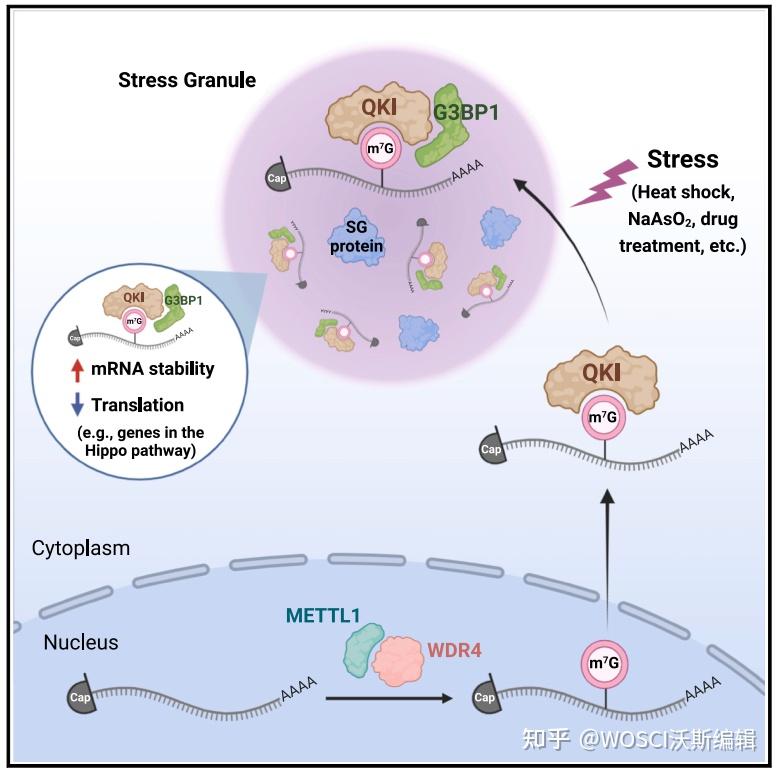 Cell |揭示QKI蛋白对mRNA代谢的调控机制 - 知乎