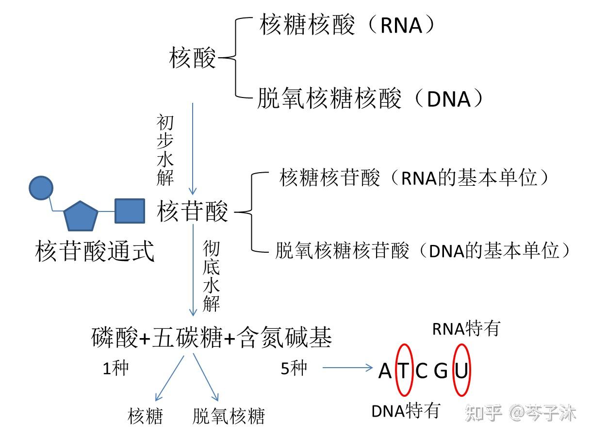 核酸和核苷酸(思维导图)——高中生物 知乎