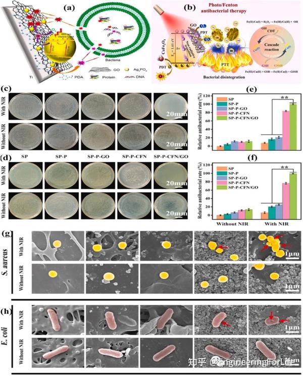 《Bioact. Mater.》综述：光动力抗菌治疗的研究进展 - 知乎
