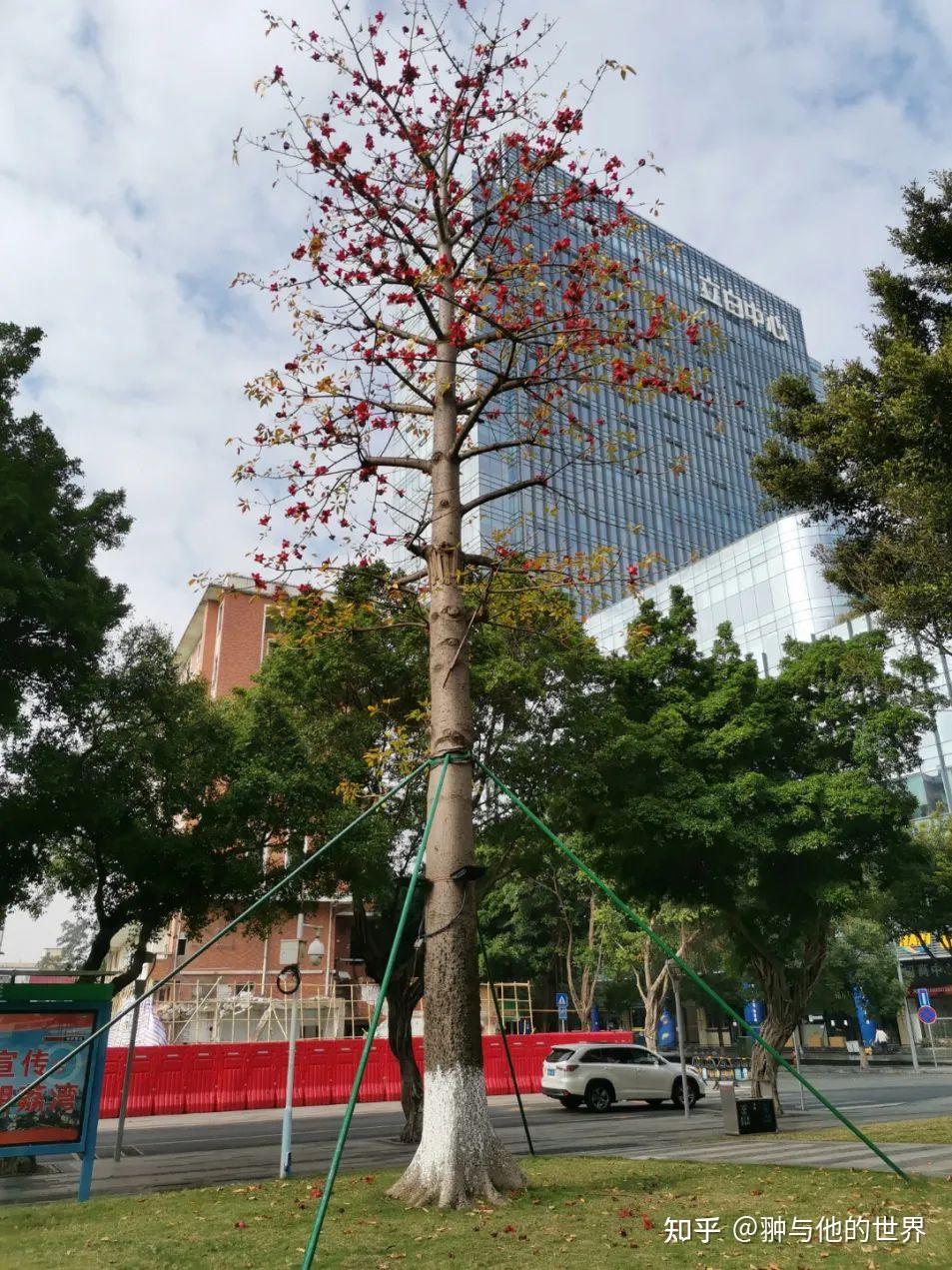 树状结构的深化与泛化 - 知乎