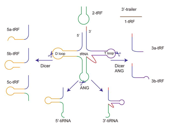 云序新品| 分子标志物利器 cfRNA 测序一站式服务 - 知乎