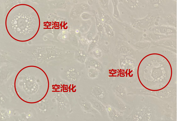 HUVEC细胞培养攻略 - 知乎