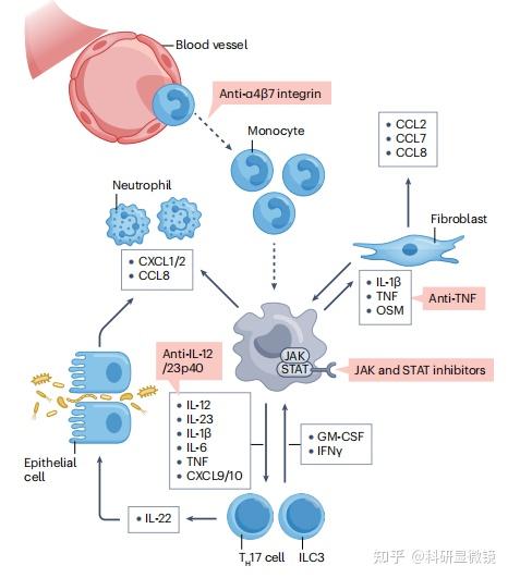 Nature子刊最新综述！国自然热点之巨噬细胞在IBD中的作用，“守护者”变“攻击者”？ - 知乎