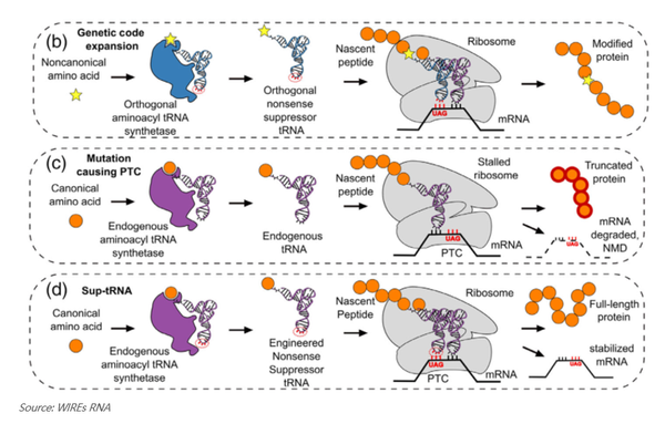 行研 | RNA时代加速？RNA赛道梳理 - 知乎