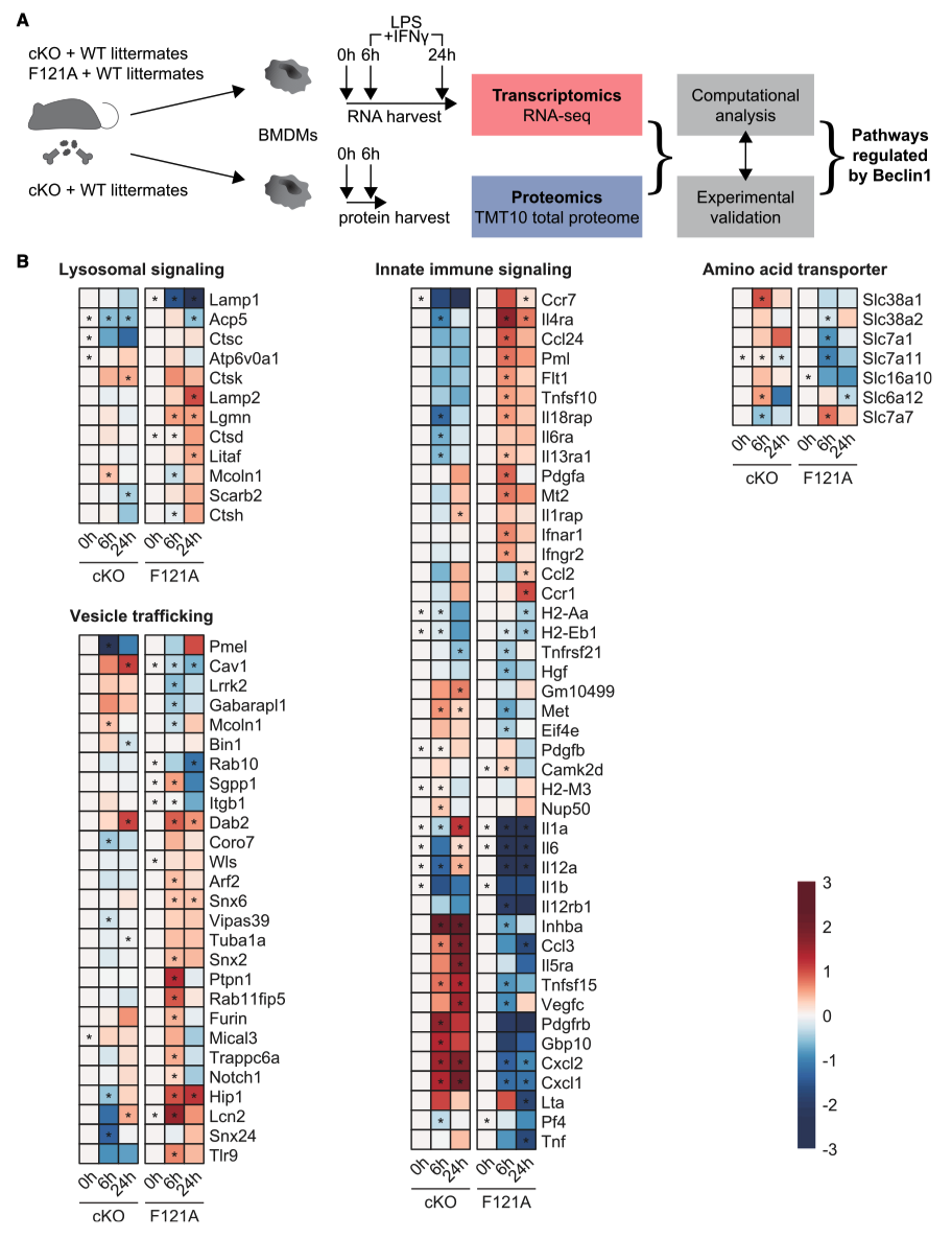 Cell Reports丨巨噬细胞自噬通过代谢改变调控炎症反应 - 知乎