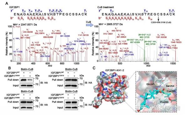 SPR与ITC分子互作技术助力揭示葫芦素B抗肿瘤作用靶点 - 知乎
