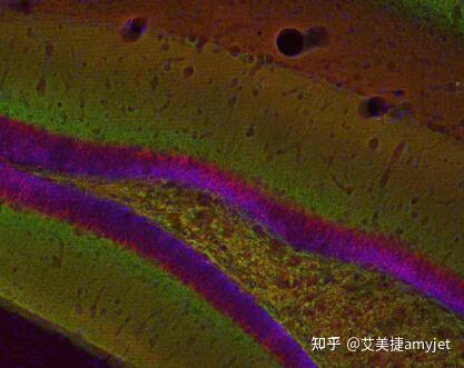 VGLUT 1抗体丨SYSY VGLUT 1抗体化学性质和文献参考 - 知乎