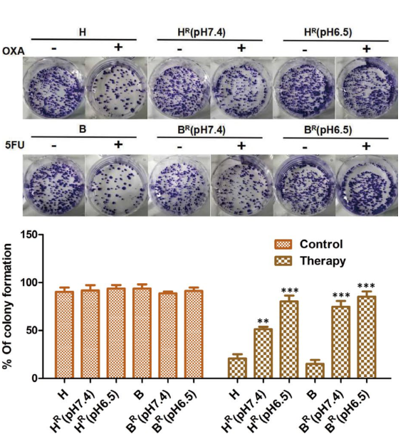 文献精读[酸敏感离子通道与肝癌]:EMT表型 - 知乎