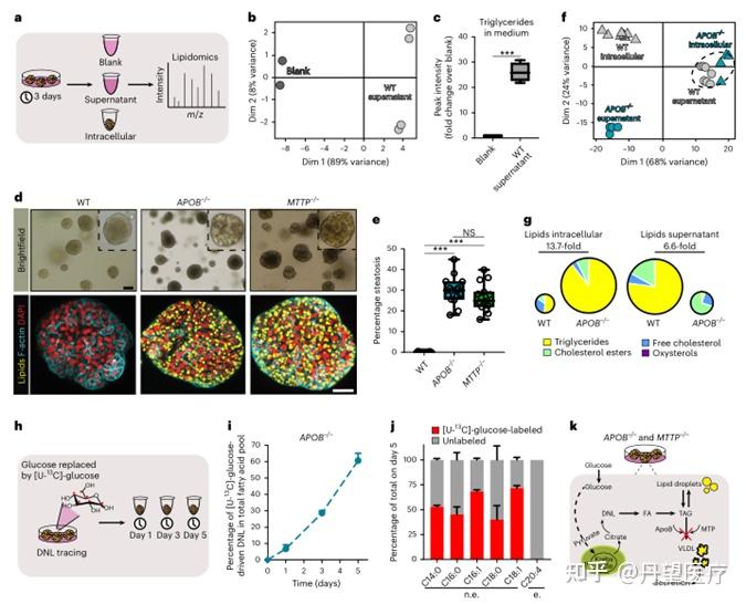 Hans Clevers|基于CRISPR筛选的新型人脂肪性肝病类器官模型的构建与应用 - 知乎