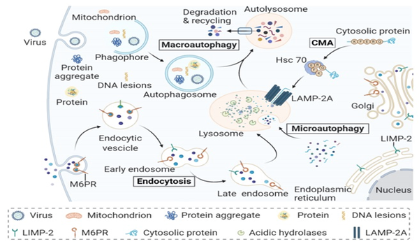 万字好文分享：靶向蛋白降解药物（TPD)，一个全新的小分子药物时代即将来临！（下） - 知乎
