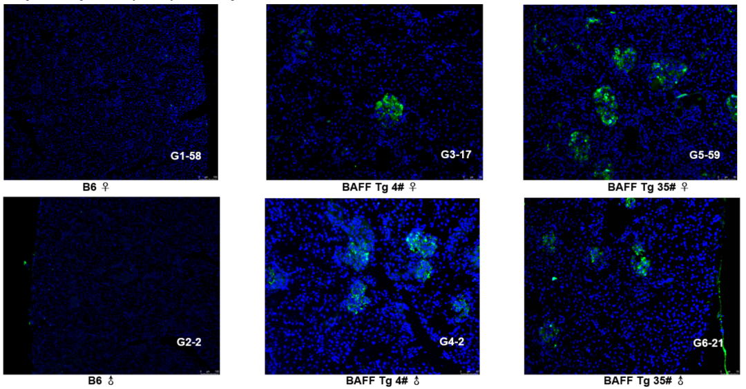 热模哑擂|胞卤采肥庸潮憔朴蝇伍鸡舷猴视肿B6-hBAFF - 知乎
