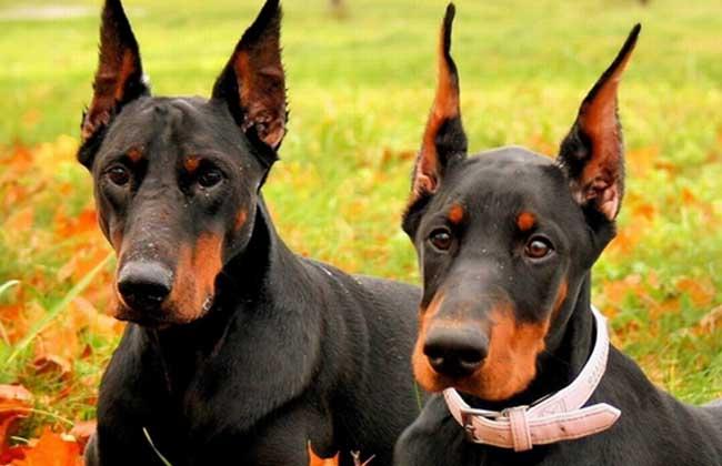 杜宾犬的优点和缺点 - 知乎