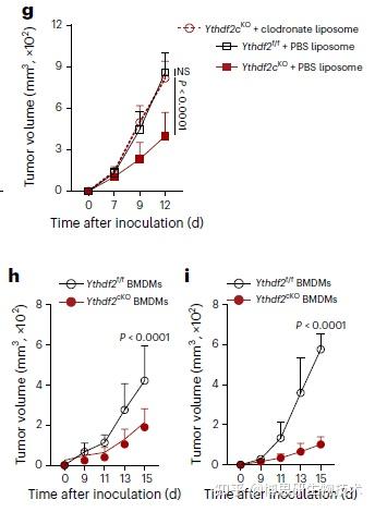 YTHDF2重编程肿瘤相关巨噬细胞而调控CD8+T细胞抗肿瘤免疫 - 知乎