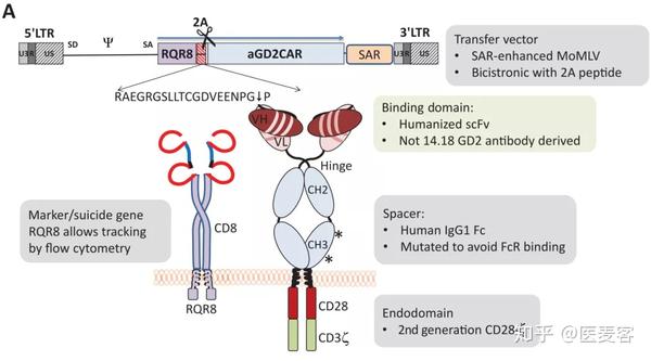 Science子刊:CAR-T治疗实体瘤临床新证据！靶向GD2实现神经母细胞瘤的快速消退，无脱靶毒性 - 知乎