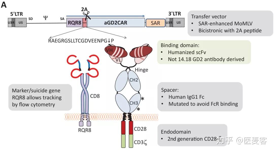 Science子刊:CAR-T治疗实体瘤临床新证据！靶向GD2实现神经母细胞瘤的快速消退，无脱靶毒性 - 知乎