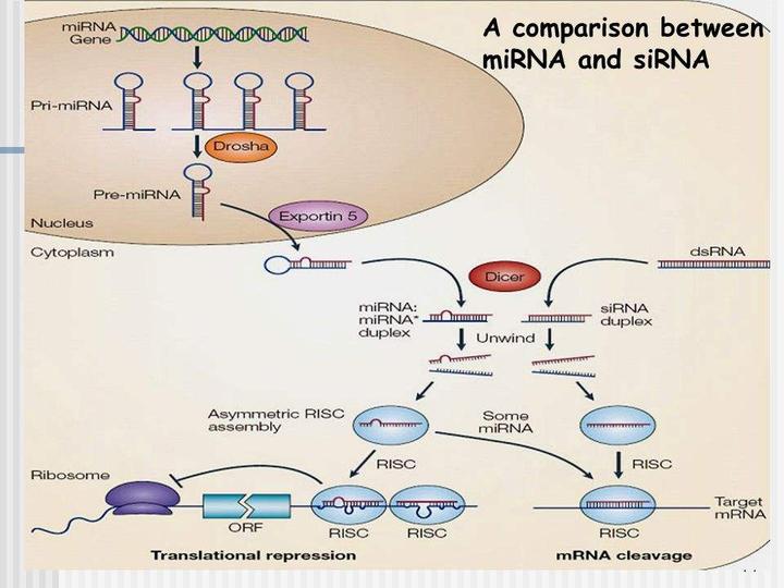microRNA研究攻略 - 知乎