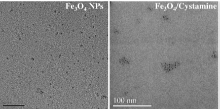 羧酸PEG-COOH coating Fe3O4 nanoparticles（80nm），尺寸80 - 知乎