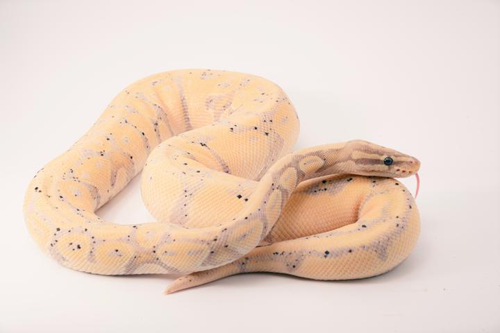 Python中的类的入门理解 知乎 2236
