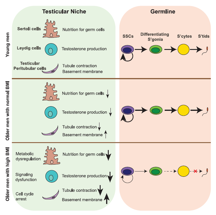 Dev Cell | 郭靖涛/Bradley Cairns 团队解析人类睾丸衰老的分子基础与BMI的影响 - 知乎