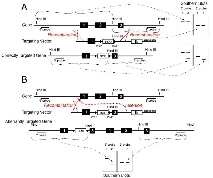 【干货】-Southern blot专场 - 知乎