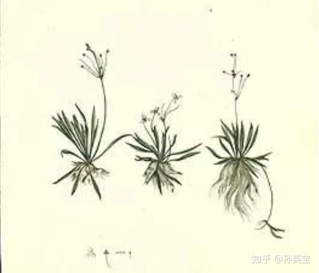科学绘画||被子植物家族的泽泻科成员 - 知乎