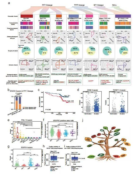 Cell Res | 大规模多组学分析发现垂体瘤组织亚型与靶点 - 知乎