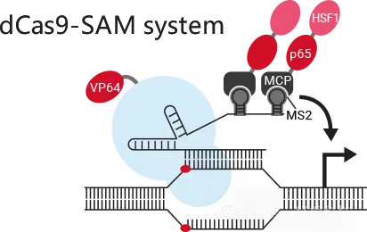 CRISPRa | CRISPR SAM：激活内源基因表达的高效便利工具 - 知乎