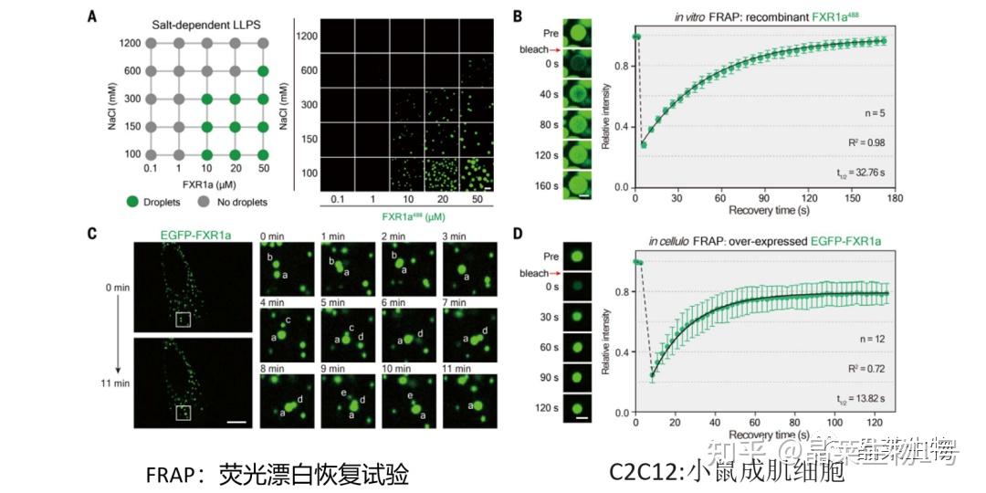 FXR1的LLPS通过激活储存的mRNA的翻译来驱动精子发生 - 知乎