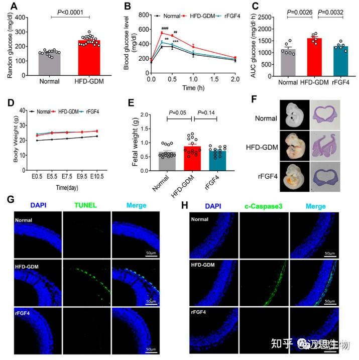 FGF4：降糖潜在靶标 - 知乎