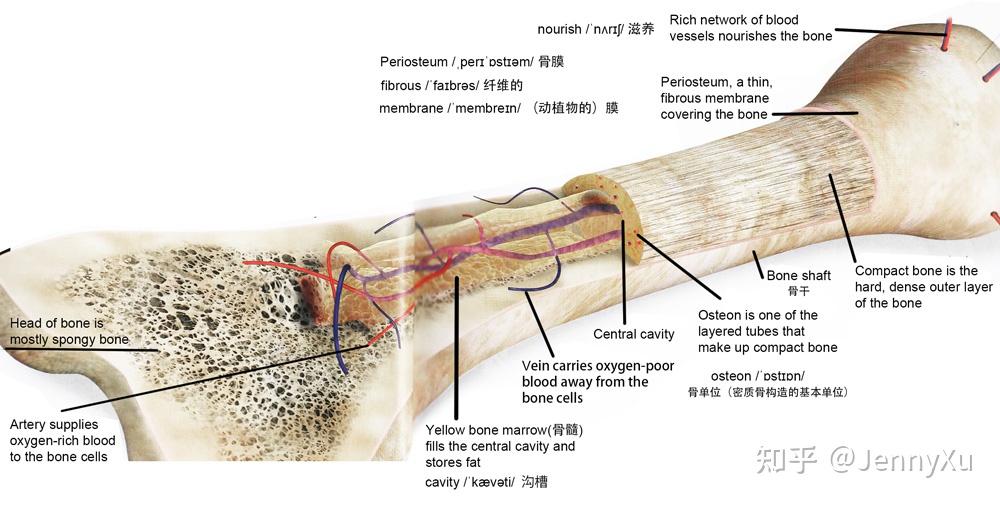 Inside bones 03 - Inside a long bone - 知乎