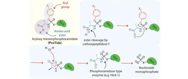 ProTide：前药技术该何去何从？ - 知乎
