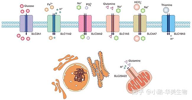SLC7A11：SLC家族氨基酸转运蛋白，抗铁死亡！肿瘤耐药新方向！ - 知乎