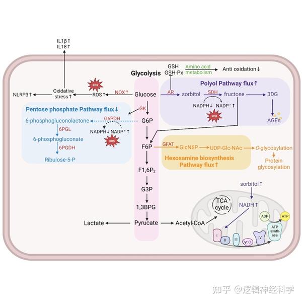 STTT 综述︱中国中医科学院刘玥团队：糖尿病泛血管病变的分子机制与治疗策略 - 知乎