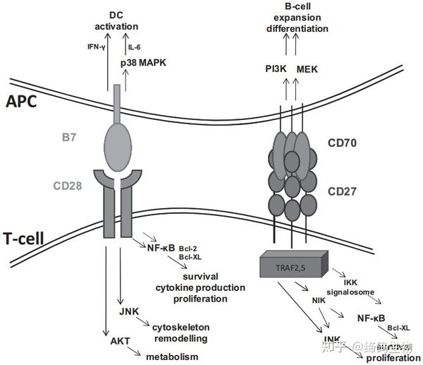 肿瘤免疫靶点 | CD27 - 知乎