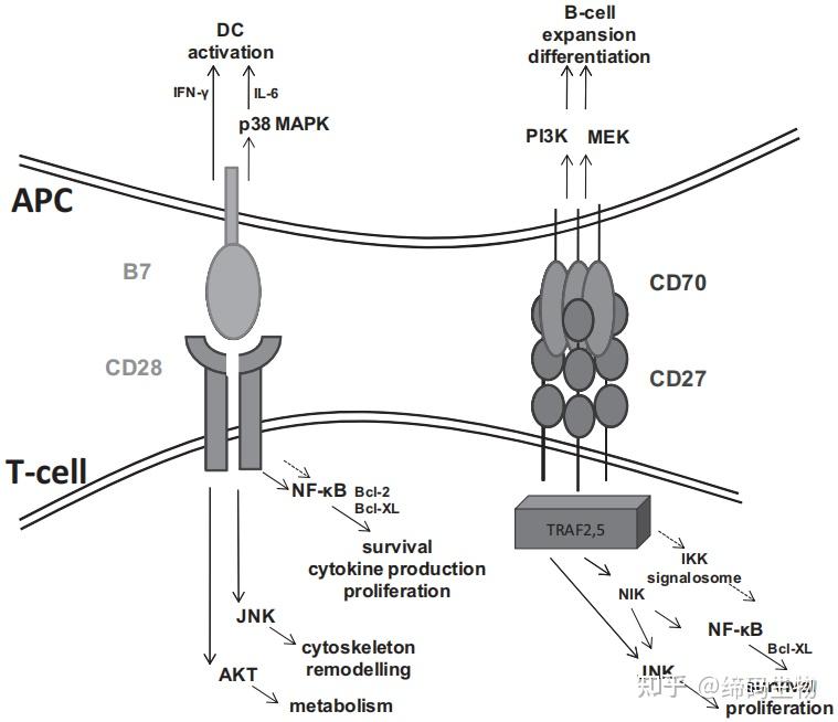 肿瘤免疫靶点 | CD27 - 知乎
