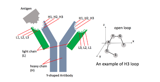 KDD 2022| 使用约束能量模型的抗体CDR 设计 - 知乎