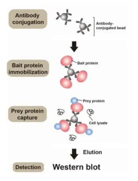 干货｜CoIP, CHIP, RIP都是些什么？ - 知乎