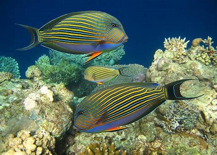 “fish”鱼是可数的还是不可数名词？（转）Is fish countable or uncountable? - 知乎