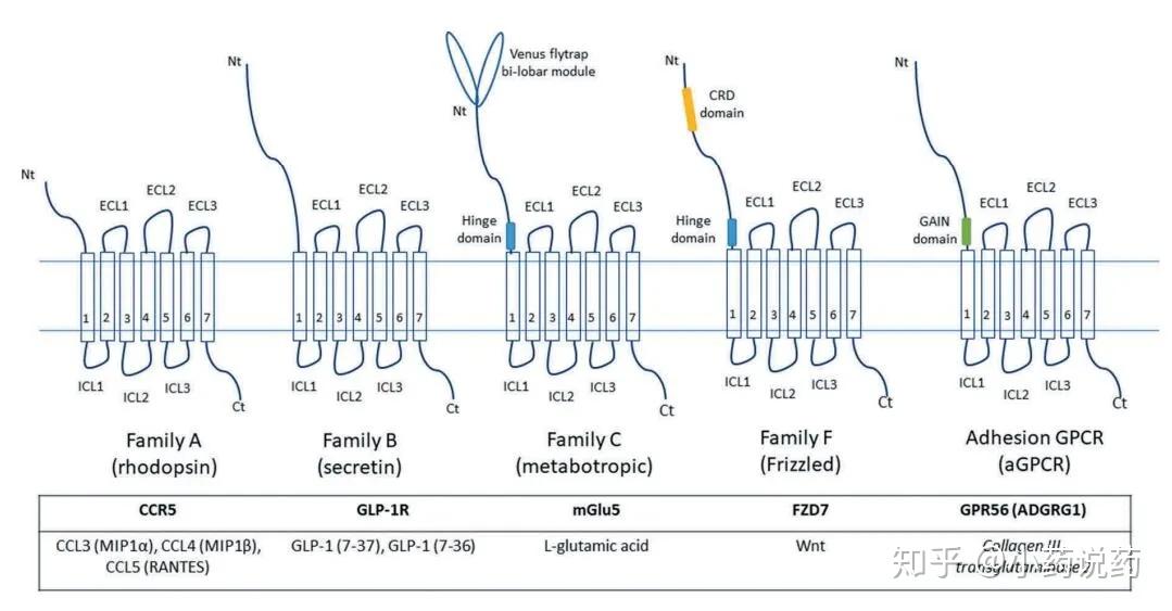 GPCR 是什么 结构是什么样子的？ - 知乎