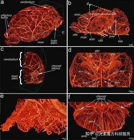 生物实验 | 一文读懂micro-CT检测 - 知乎