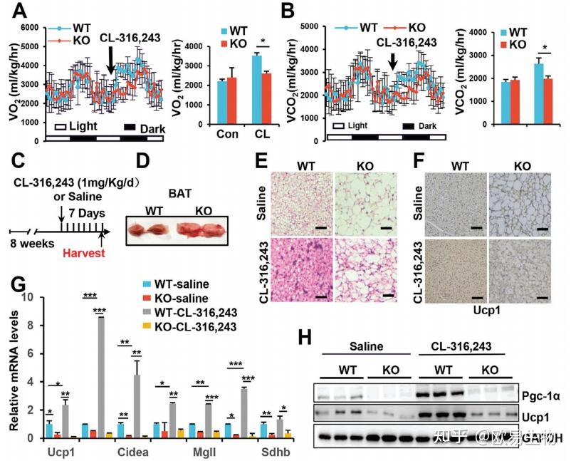 项目文章Adv Sci |让棕色脂肪“打败”肥胖，SRSF1在脂肪中的作用 - 知乎