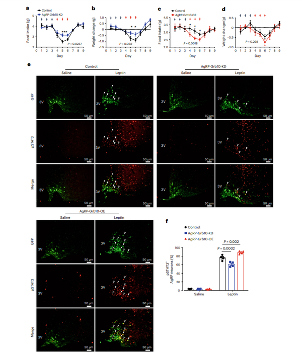 Grb10 为治疗肥胖症提供了一种潜在的新方法 - 知乎