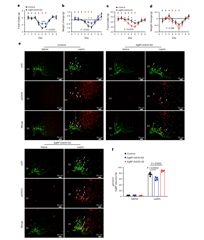 Grb10 为治疗肥胖症提供了一种潜在的新方法 - 知乎