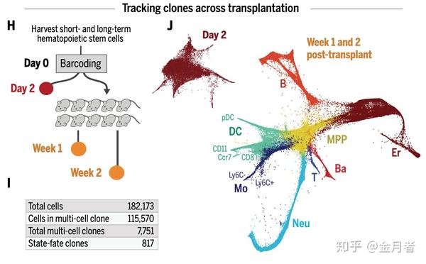 Lineage tracing meets single-cell omics 分享 [1] - 知乎