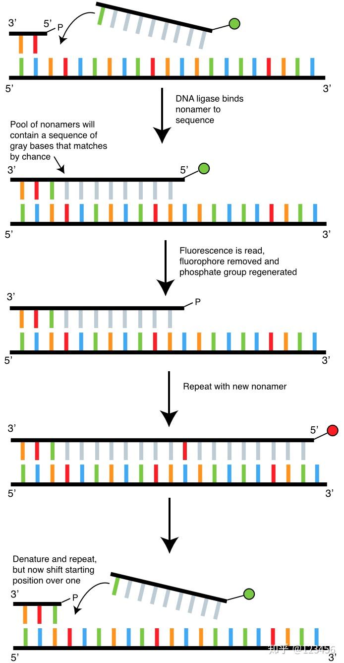 [测序仪原理] 二代测序：连接法测序-高通量和大数据的第二扇窗（1）：ABI-SOLID - 知乎