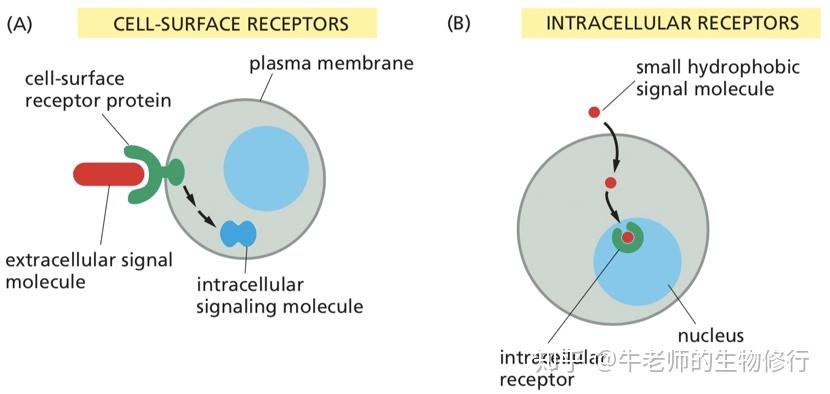 再见，Cell signaling! - 知乎