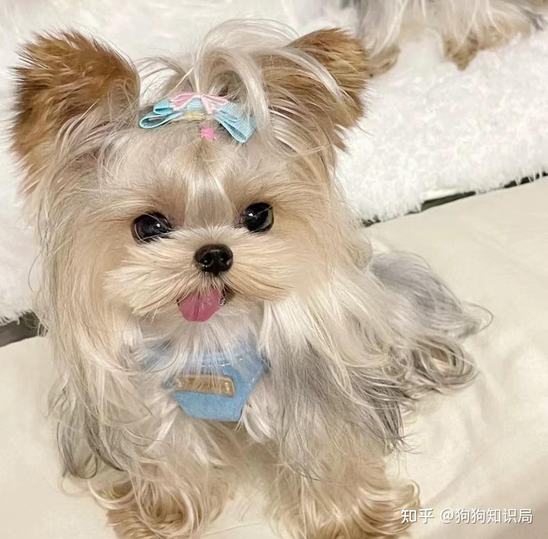 “约克夏”和“马尔济斯犬”，养哪个更好？ - 知乎